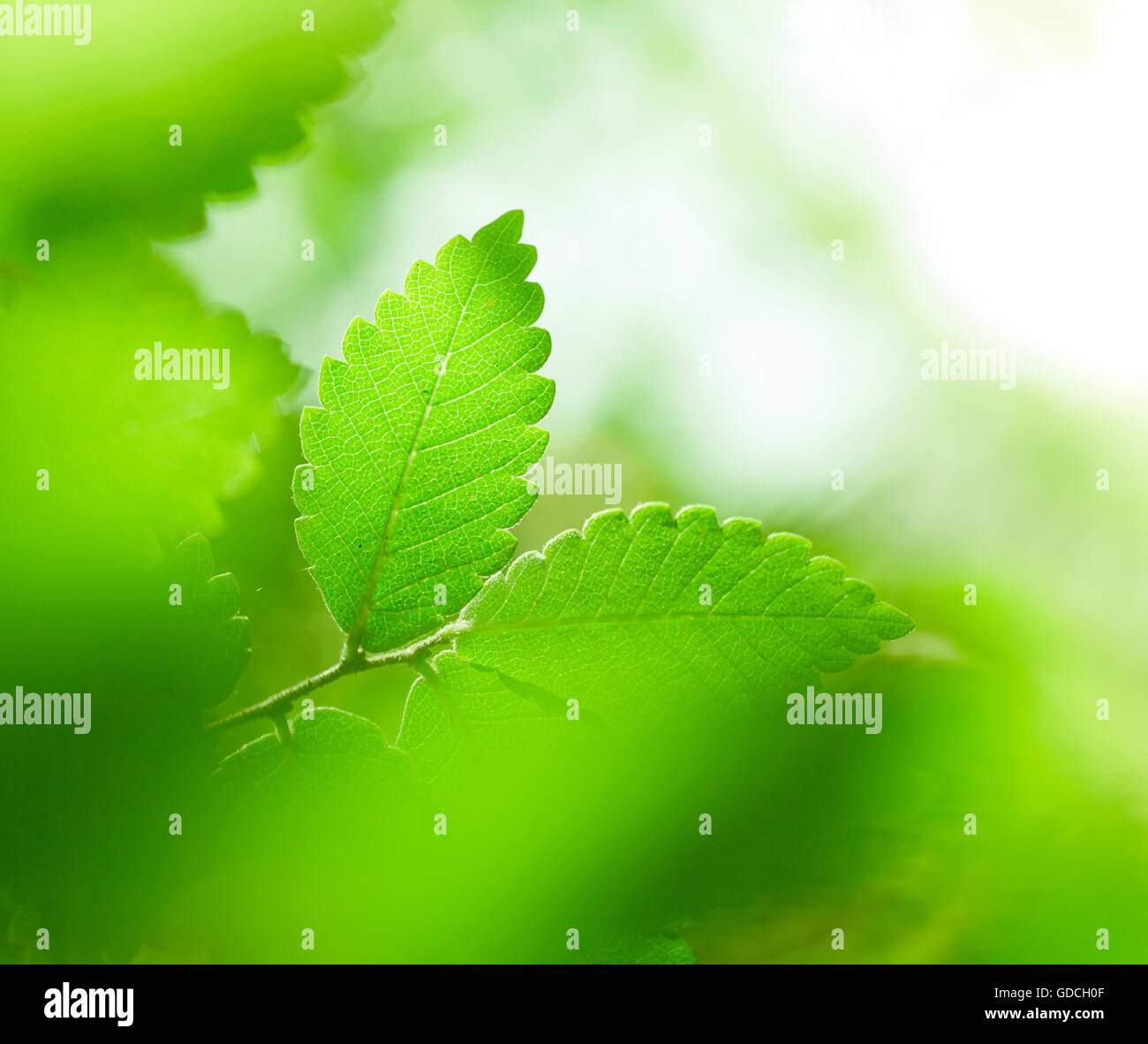 Nature background with fresh green leaves Stock Photo - Alamy