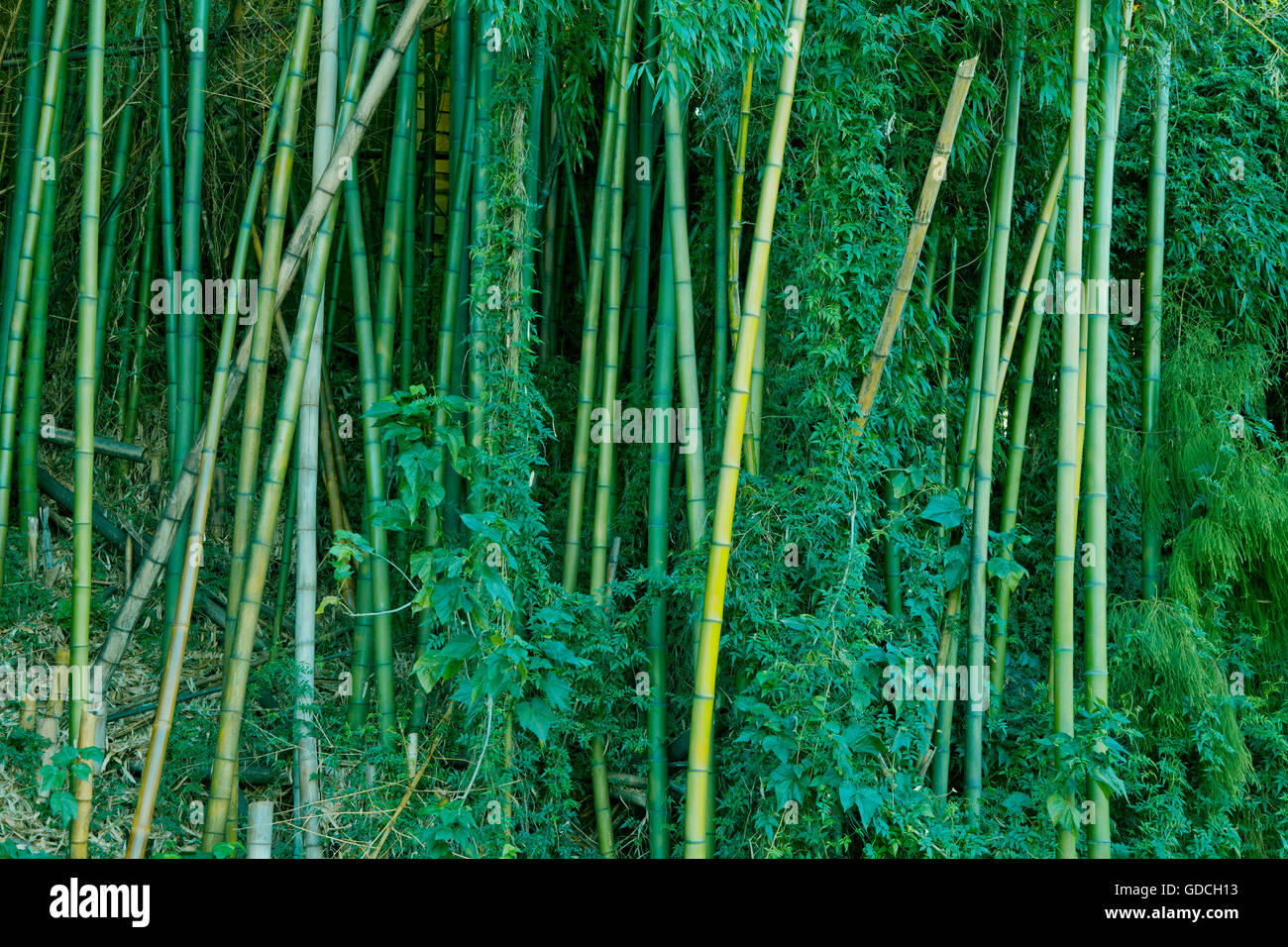 Lush green bamboo nature background Stock Photo - Alamy