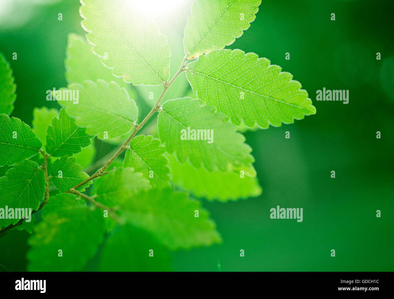 Nature background with fresh green leaves Stock Photo - Alamy