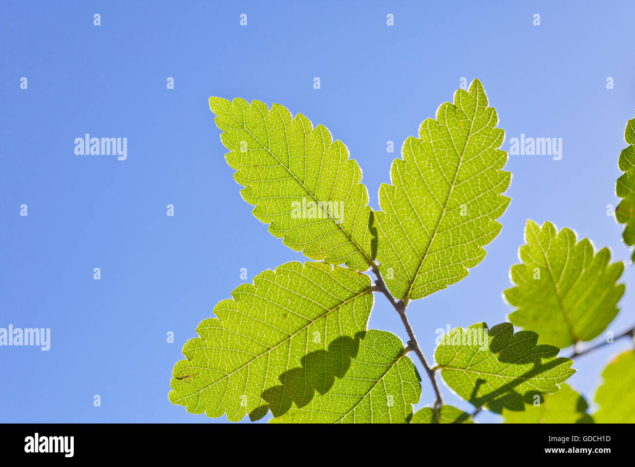 Nature background with fresh green leaves Stock Photo - Alamy