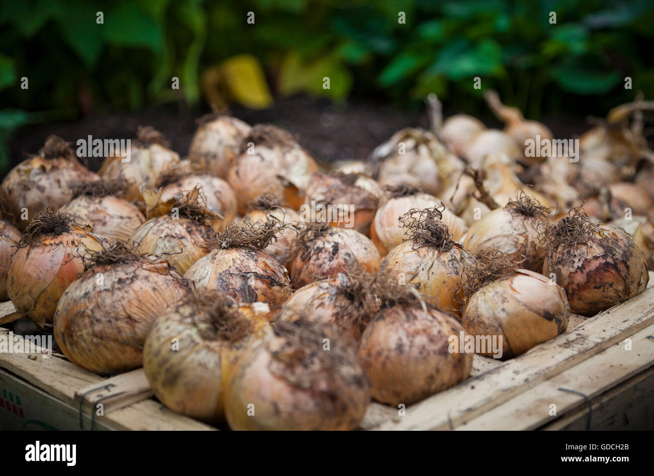 Fresh organic onions in a home garden Stock Photo - Alamy