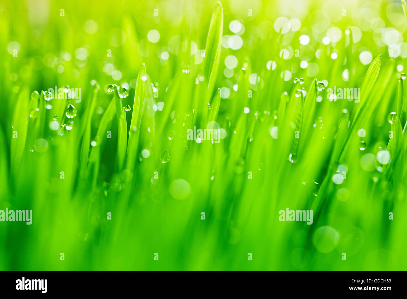 Lush, fresh green grass background with moisture drops Stock Photo - Alamy