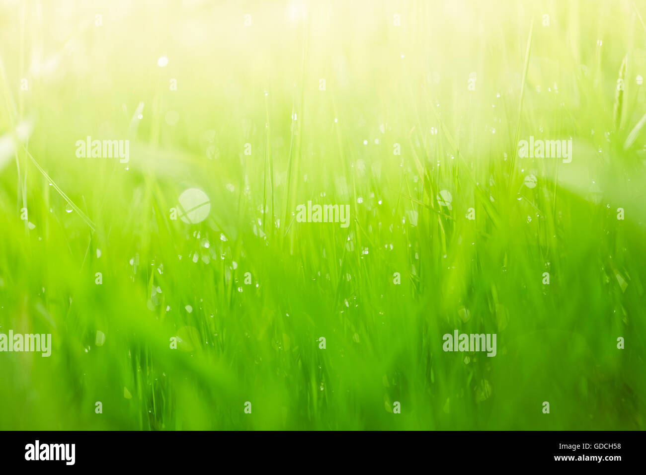 Lush, fresh green grass background with moisture drops Stock Photo - Alamy