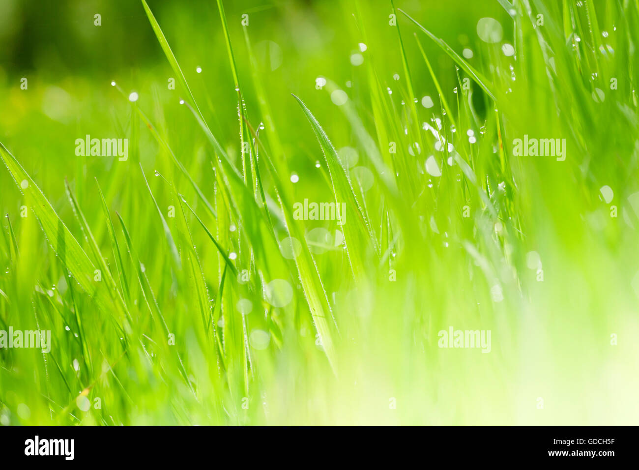 Lush, fresh green grass background with moisture drops Stock Photo - Alamy