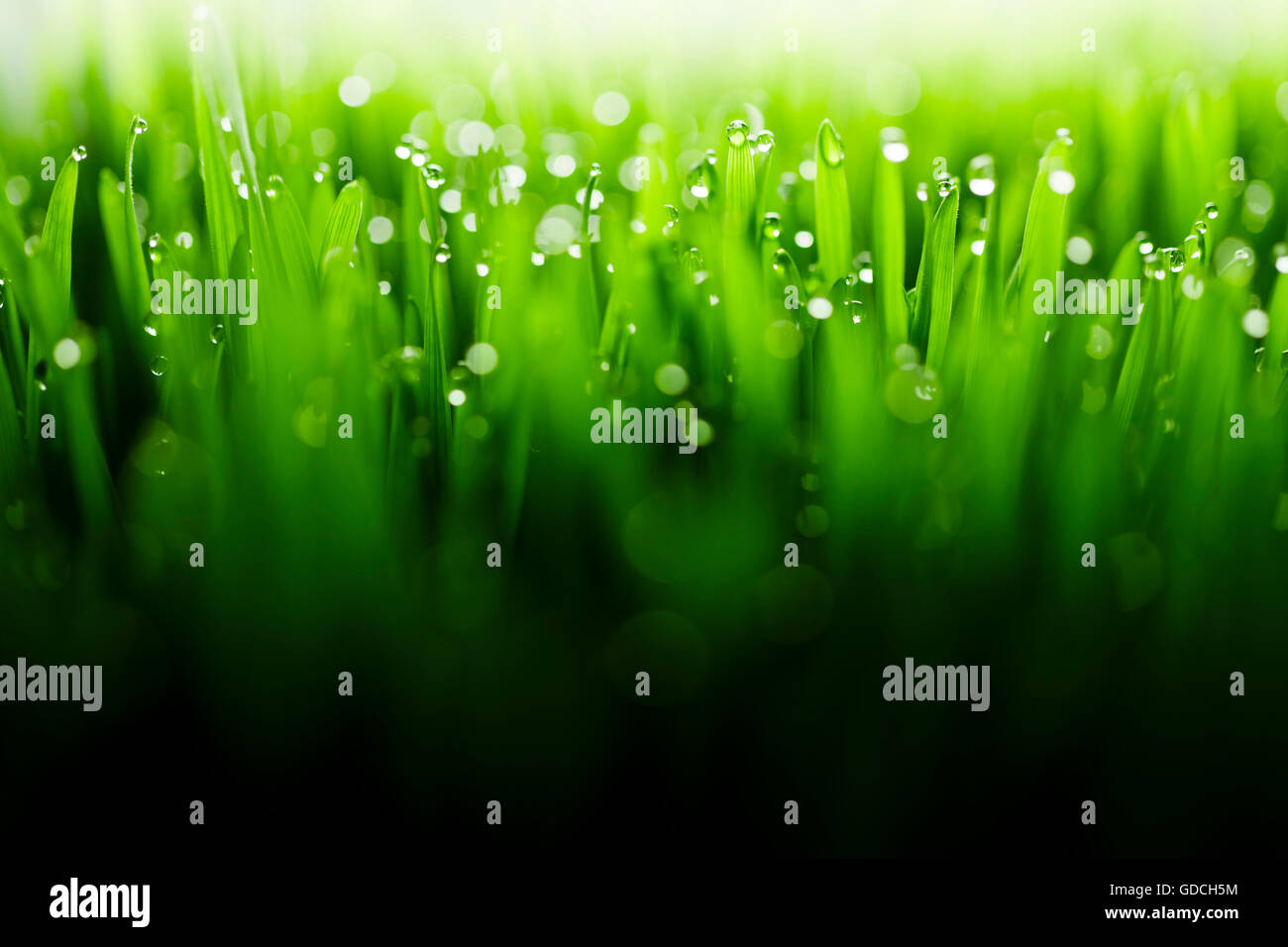 Lush, fresh green grass background with moisture drops Stock Photo - Alamy