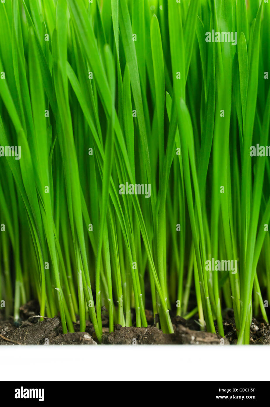 Lush, fresh green wheatgrass background with moisture drops Stock Photo ...