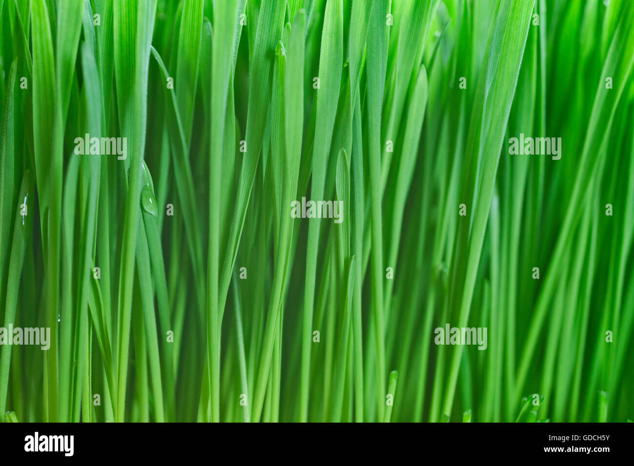 Lush, fresh green wheatgrass background with moisture drops Stock Photo ...