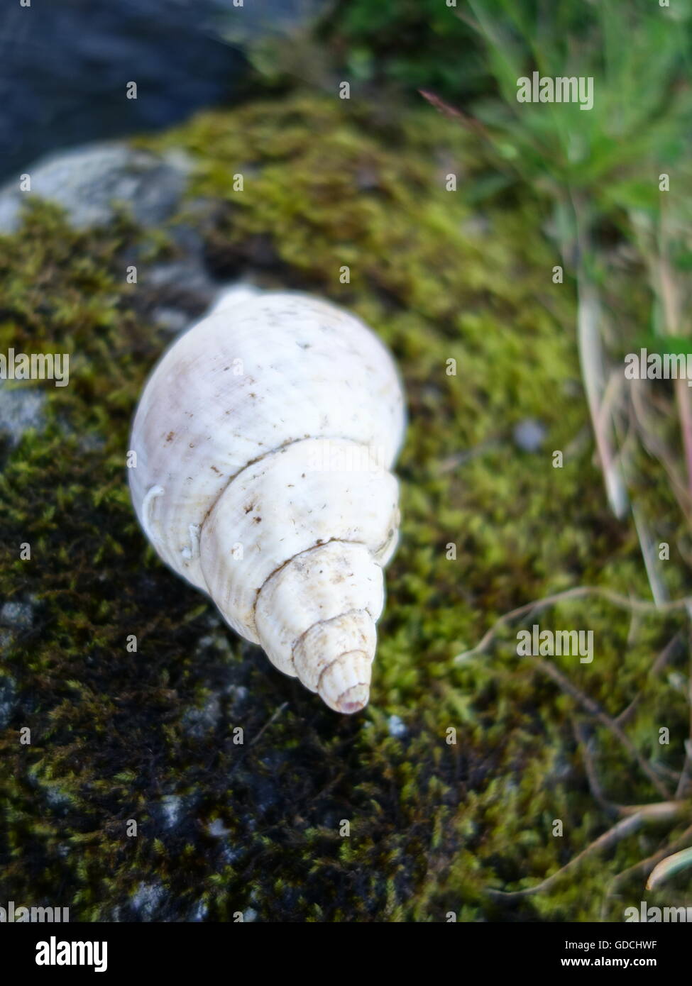 Cone snails ocean hi-res stock photography and images - Alamy