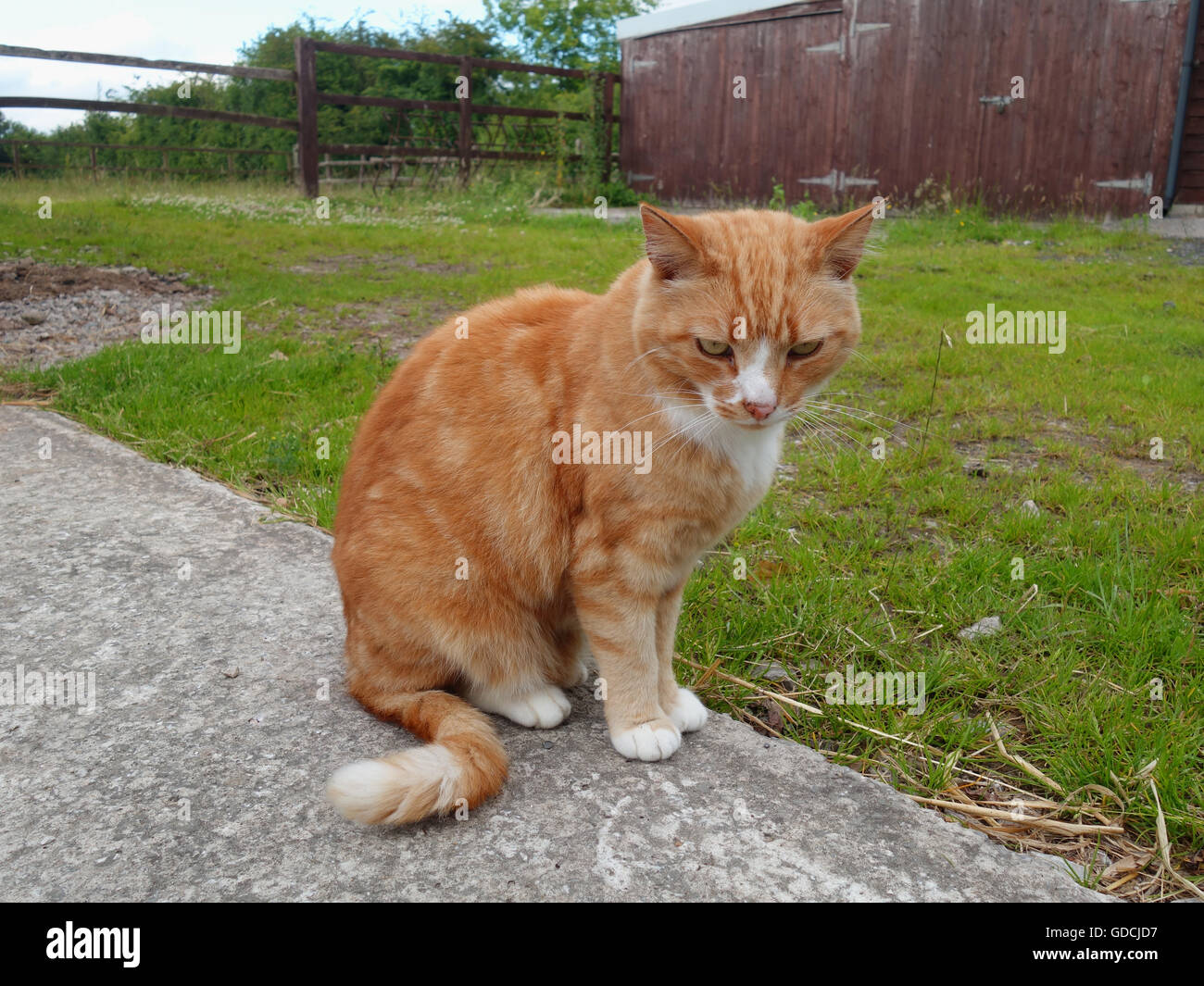 A ginger cat on a farm Stock Photo - Alamy