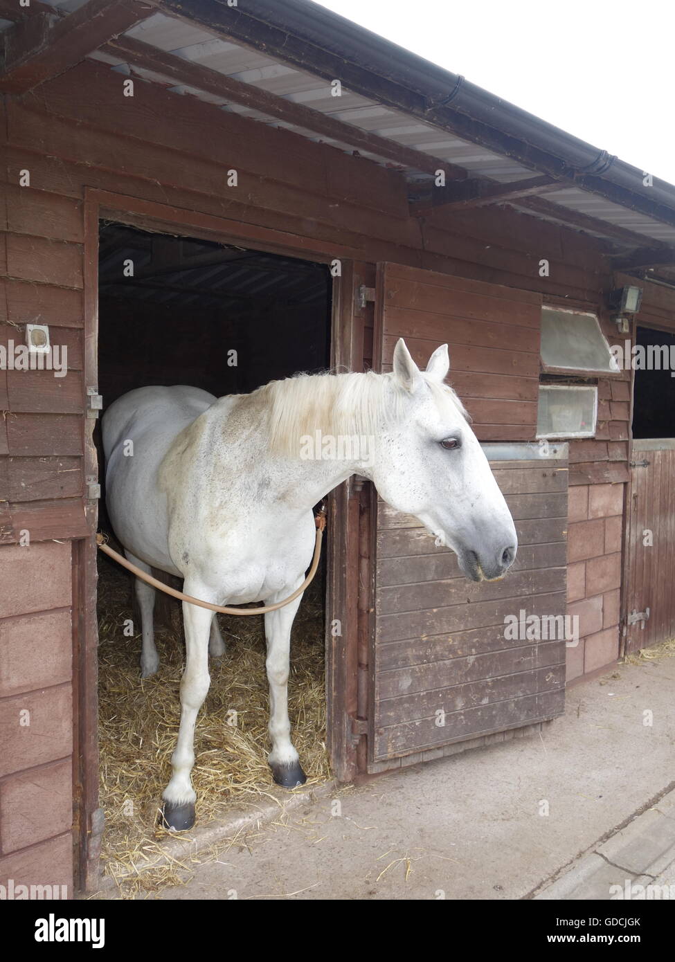 Irish race horse hi-res stock photography and images - Alamy