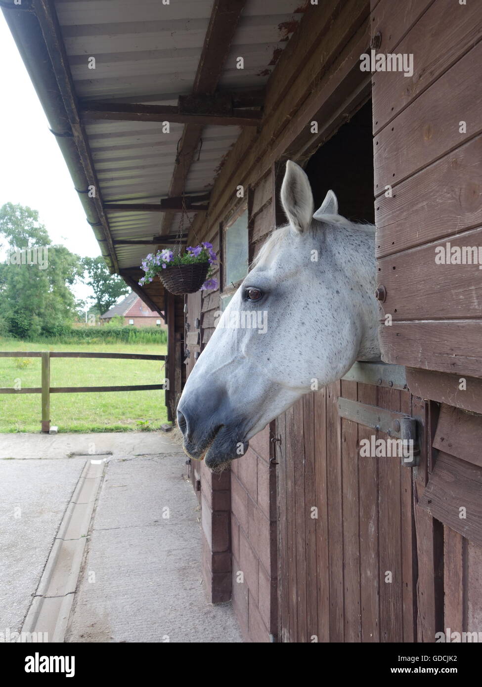A stabled horse Stock Photo - Alamy