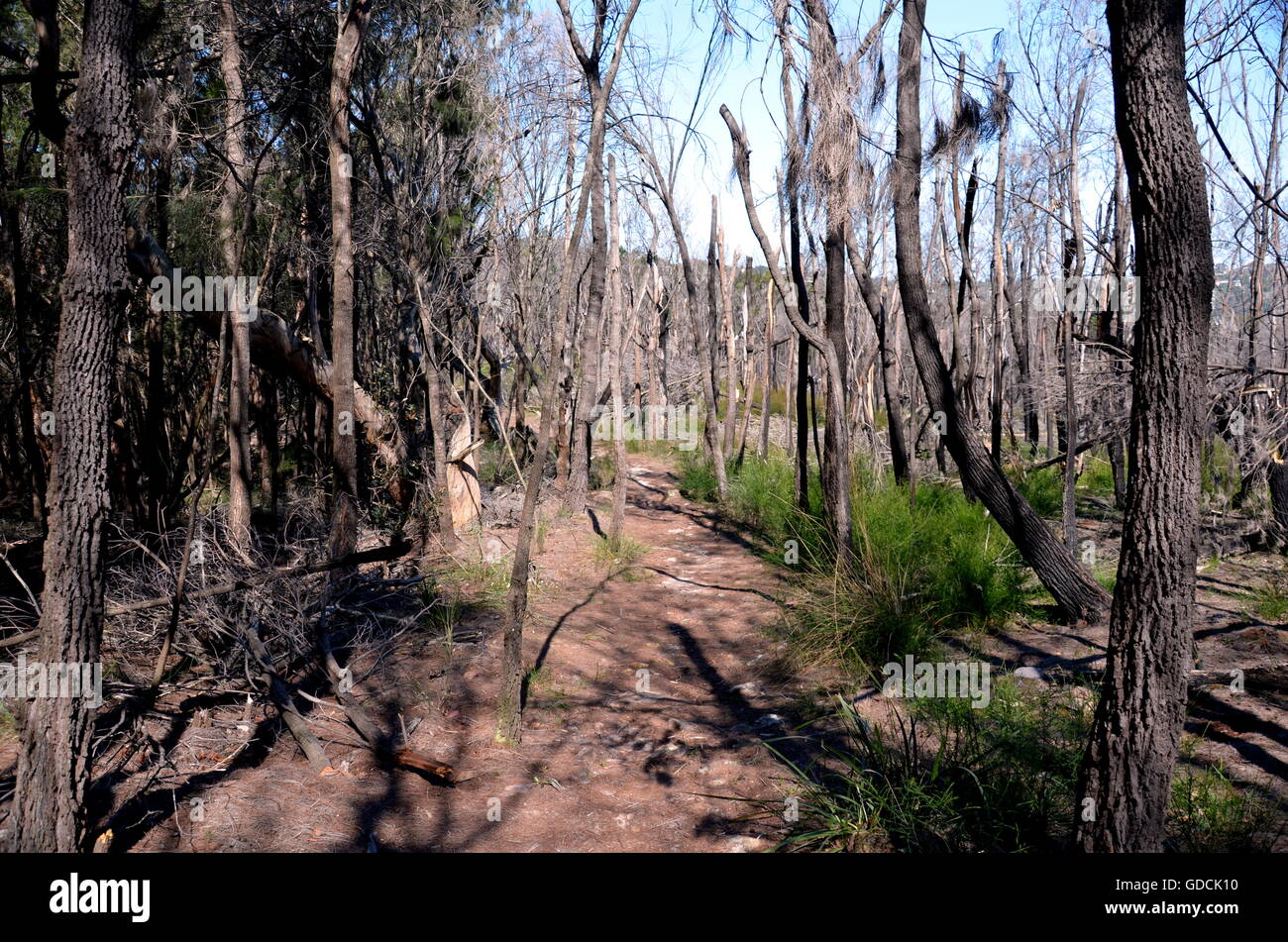 Bent and broken bough after a big storm. Dry trees in the bush Stock ...