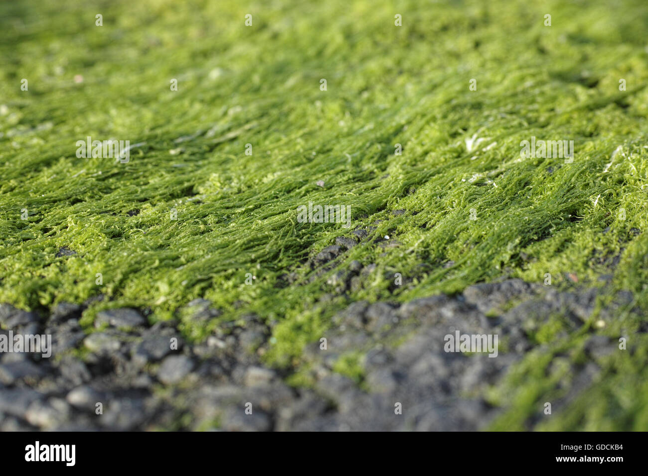 algae, seaweed texture Stock Photo - Alamy