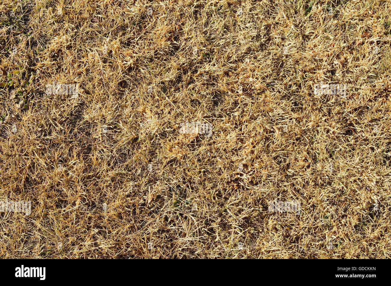 The last year's dried mountain Peruvian yellow grass abstract ...