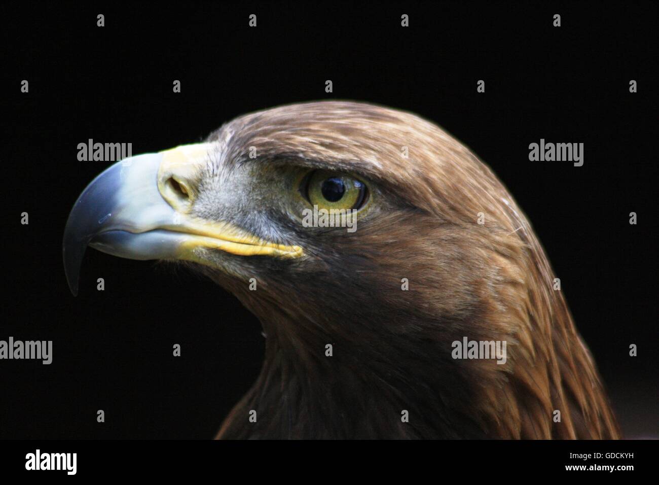 Golden Eagle portrait taken at Andover Hawk Conservancy Stock Photo - Alamy