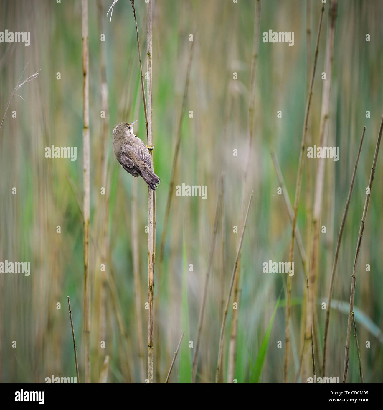 Beautiful reed warbler acrocephalus scirpaceus on reed Stock Photo - Alamy
