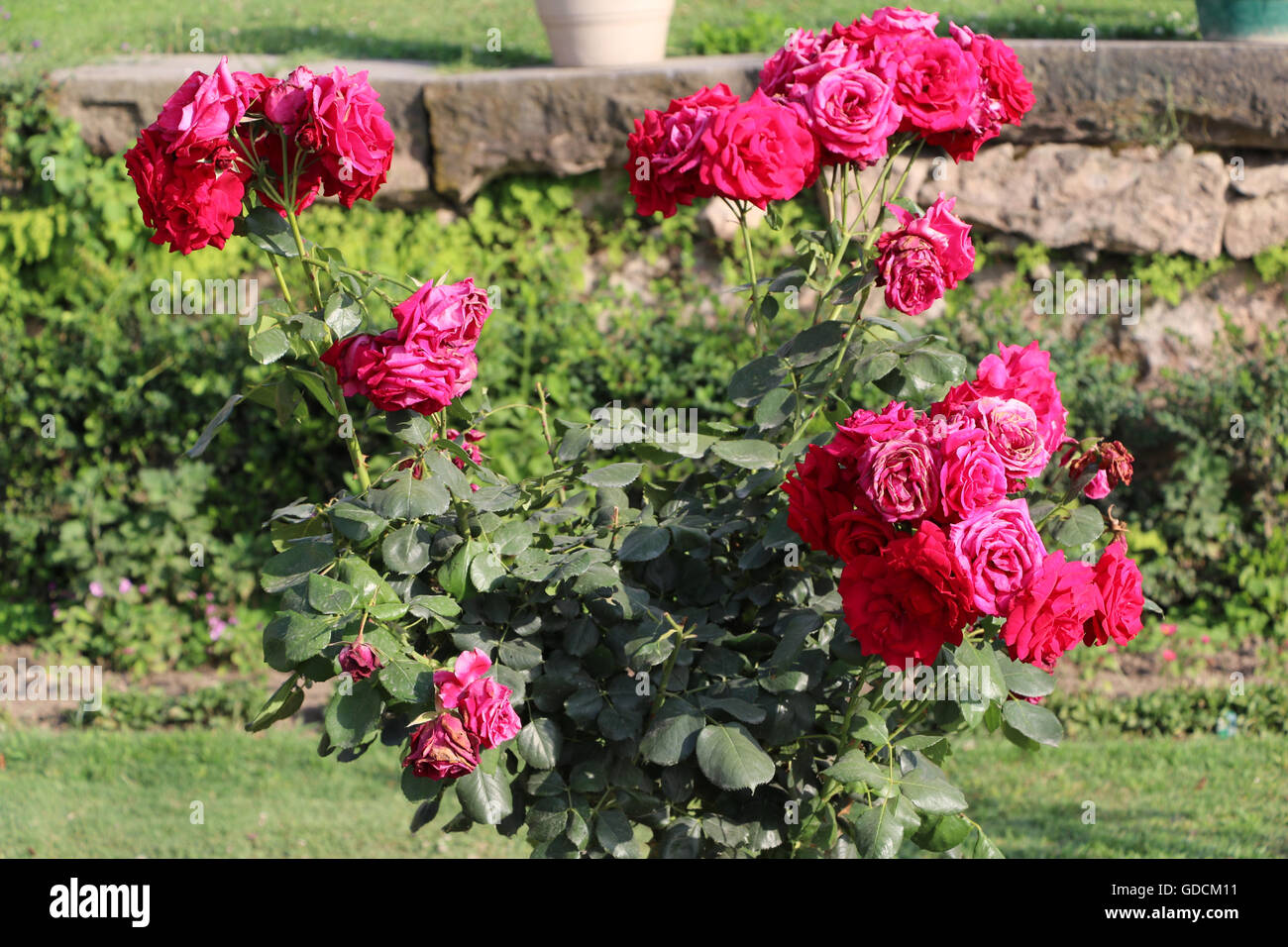 Swinging flower hi-res stock photography and images - Alamy
