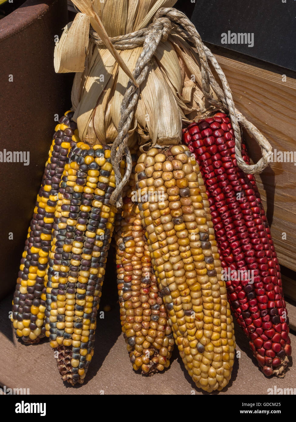 Red and Yellow Indian Corns Stock Photo - Alamy