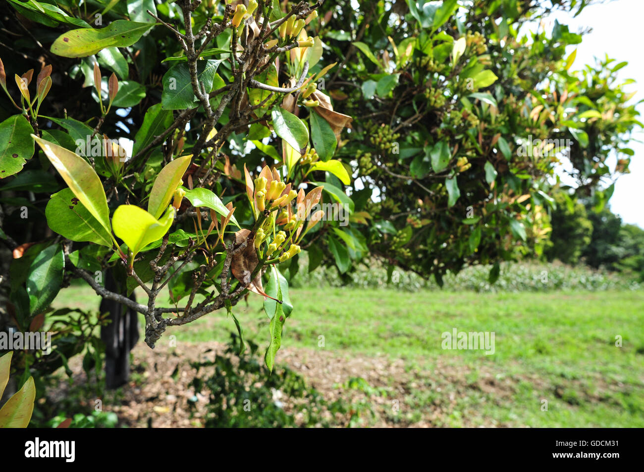 Clove Tree Cloves A New Product By DMNP De Monchy Natural Products