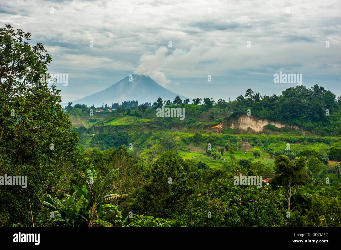 Meadow Landscape with the active Mount Sinabung Volcano on the ...
