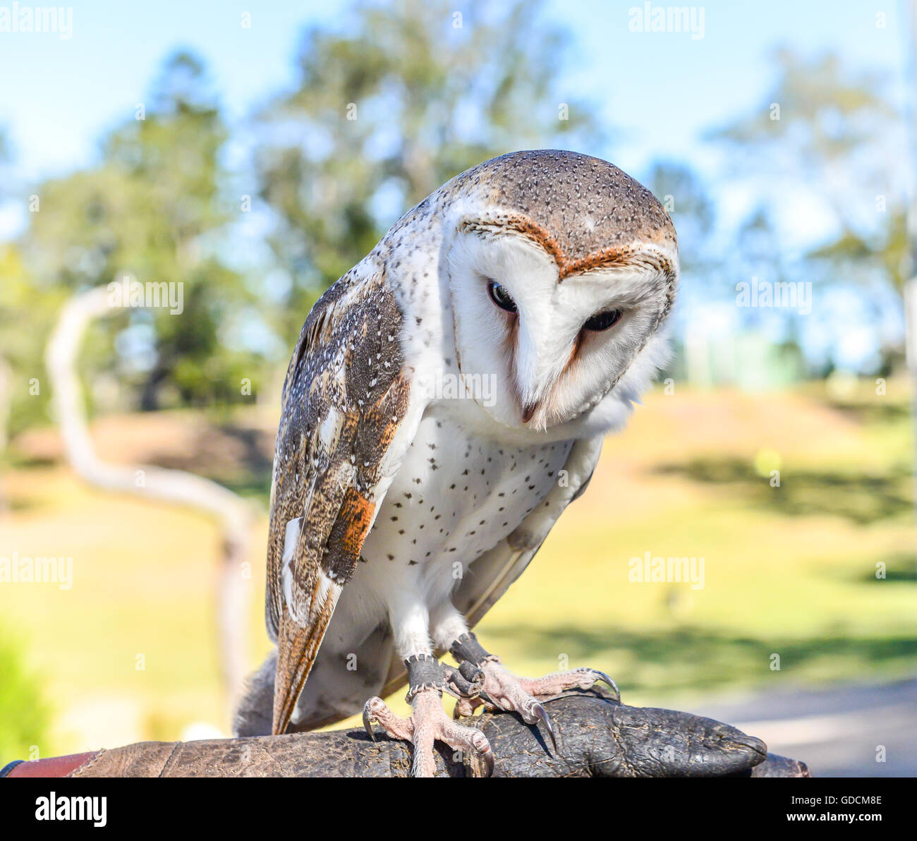 An owl in Lone Pine Koala Sanctuary located in the Brisbane suburb of ...