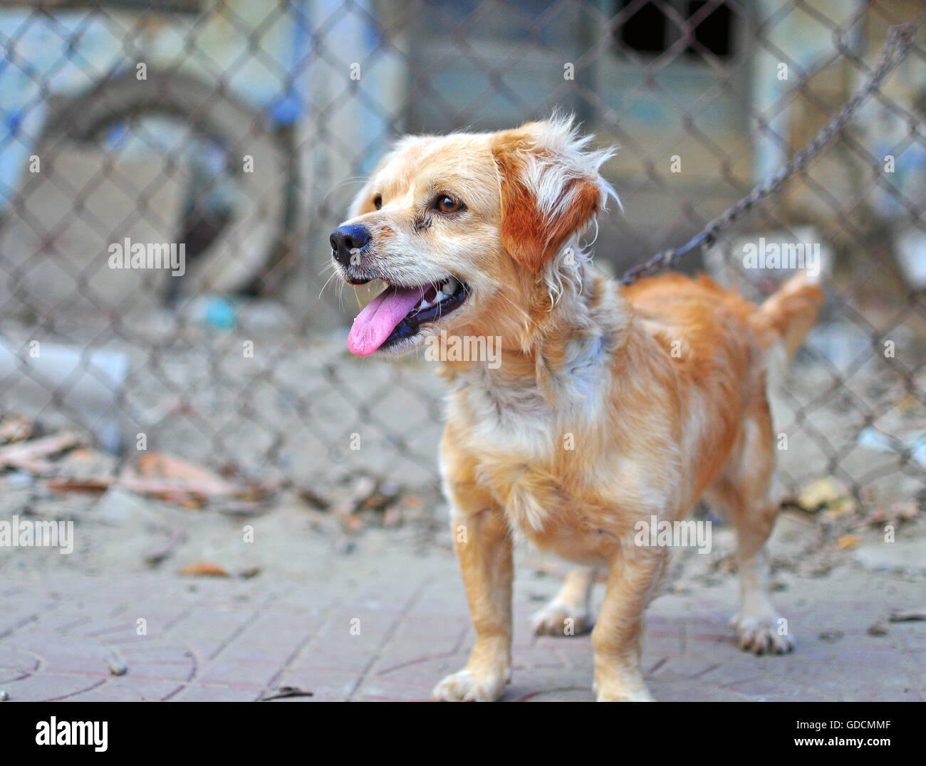 Cute little homeless dog in the street Stock Photo - Alamy