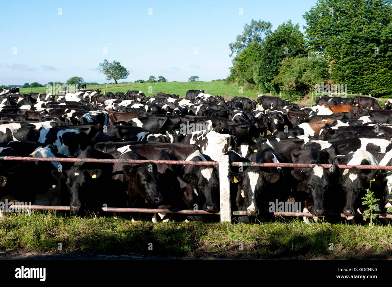 Cattle farming villages hi-res stock photography and images - Alamy