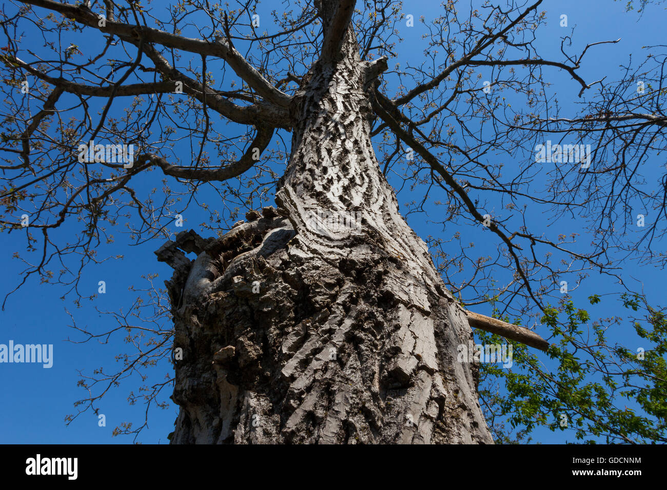 Hole under tree hi-res stock photography and images - Alamy