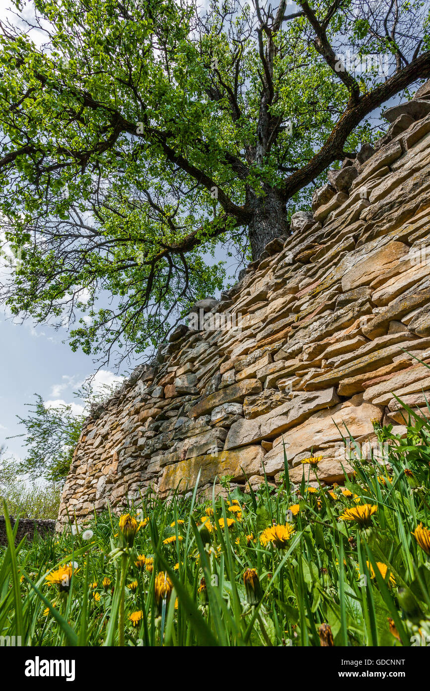 Tree and dry stone wall hi-res stock photography and images - Alamy