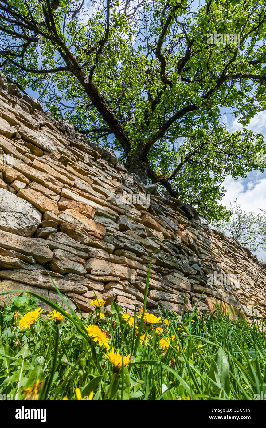 old stone wall with tree as background Stock Photo - Alamy