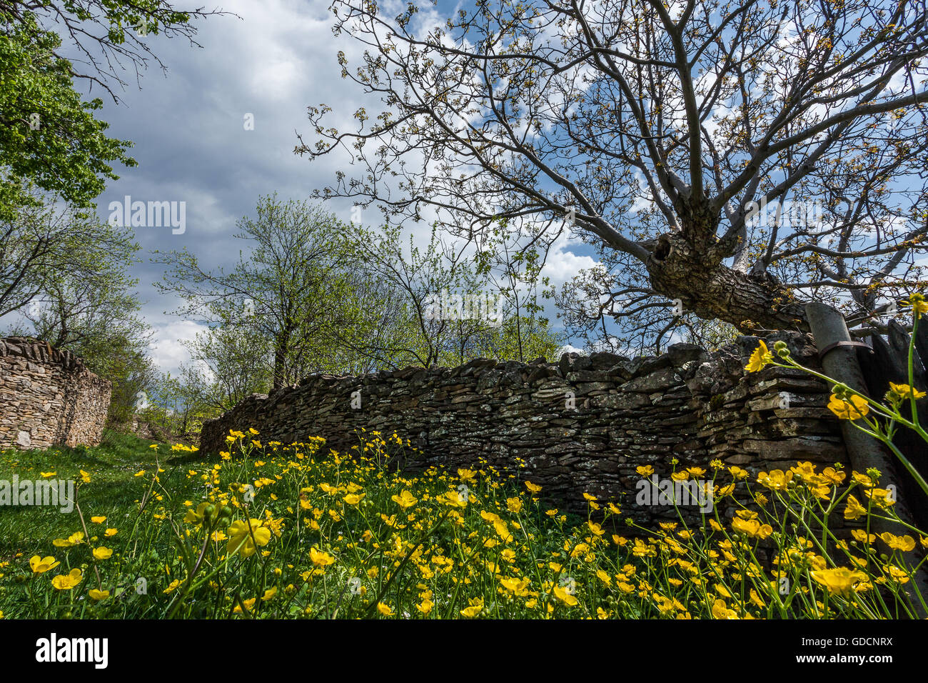 Yellow flowers landscape hi-res stock photography and images - Alamy