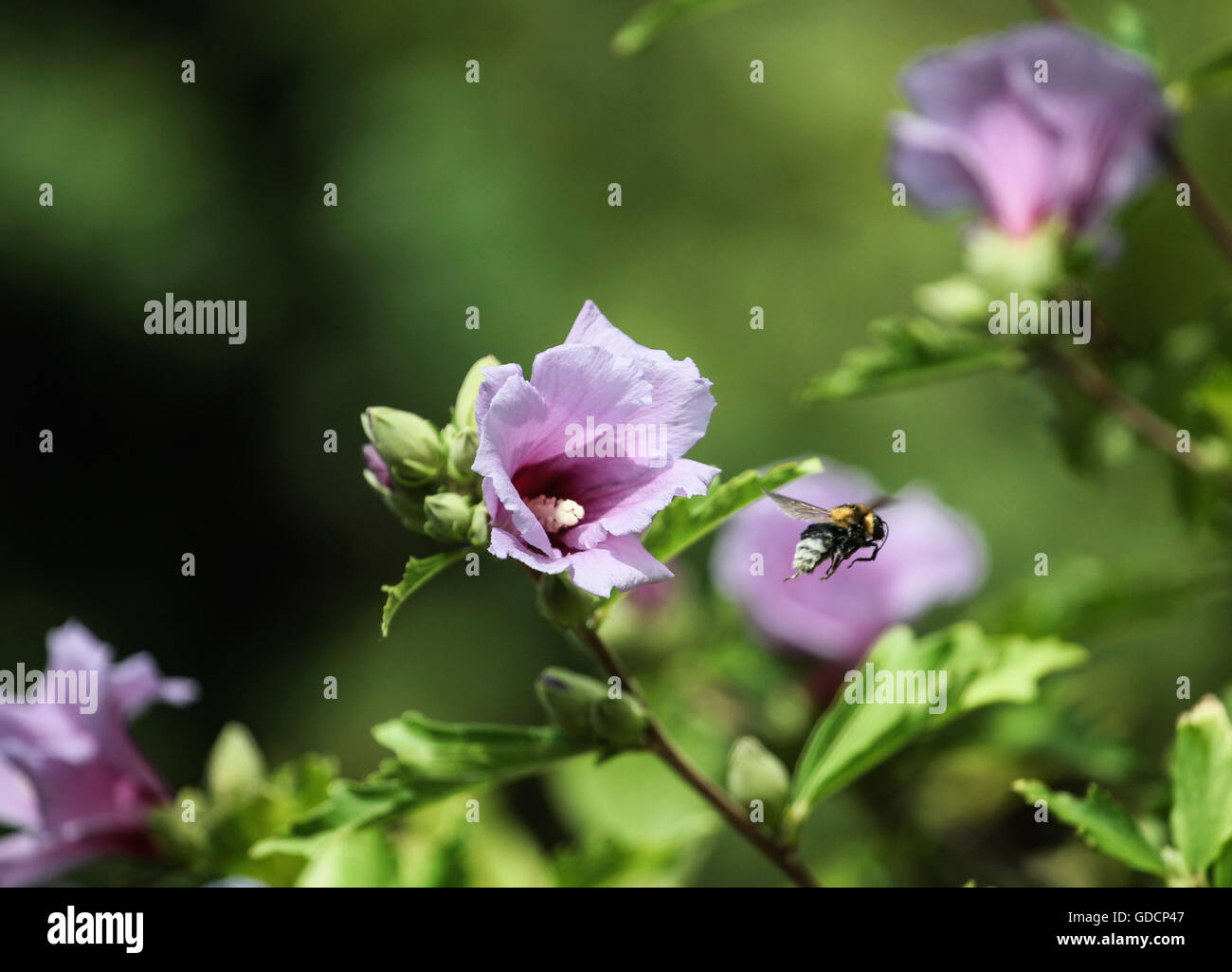 A flying bee about to pollinate a flower Stock Photo - Alamy