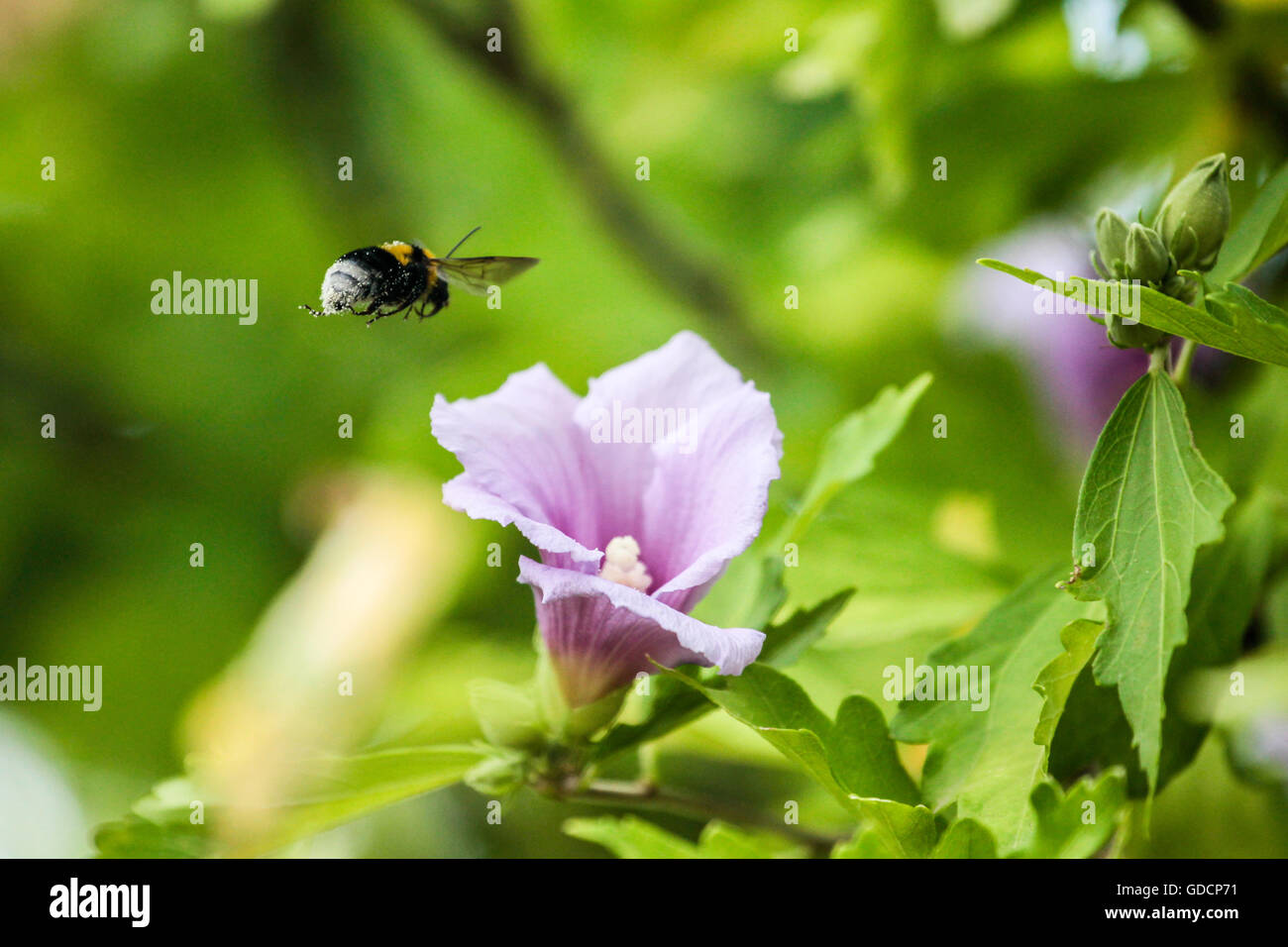 A flying bee about to pollinate a flower Stock Photo - Alamy