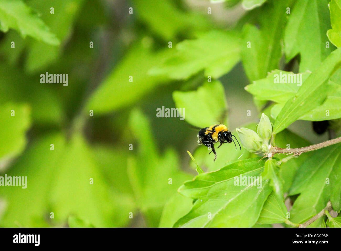 A flying bee after pollination Stock Photo - Alamy