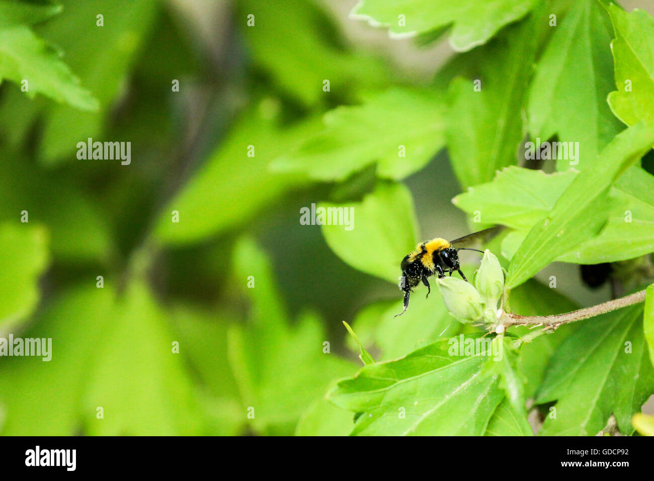 A flying bee after pollination Stock Photo - Alamy