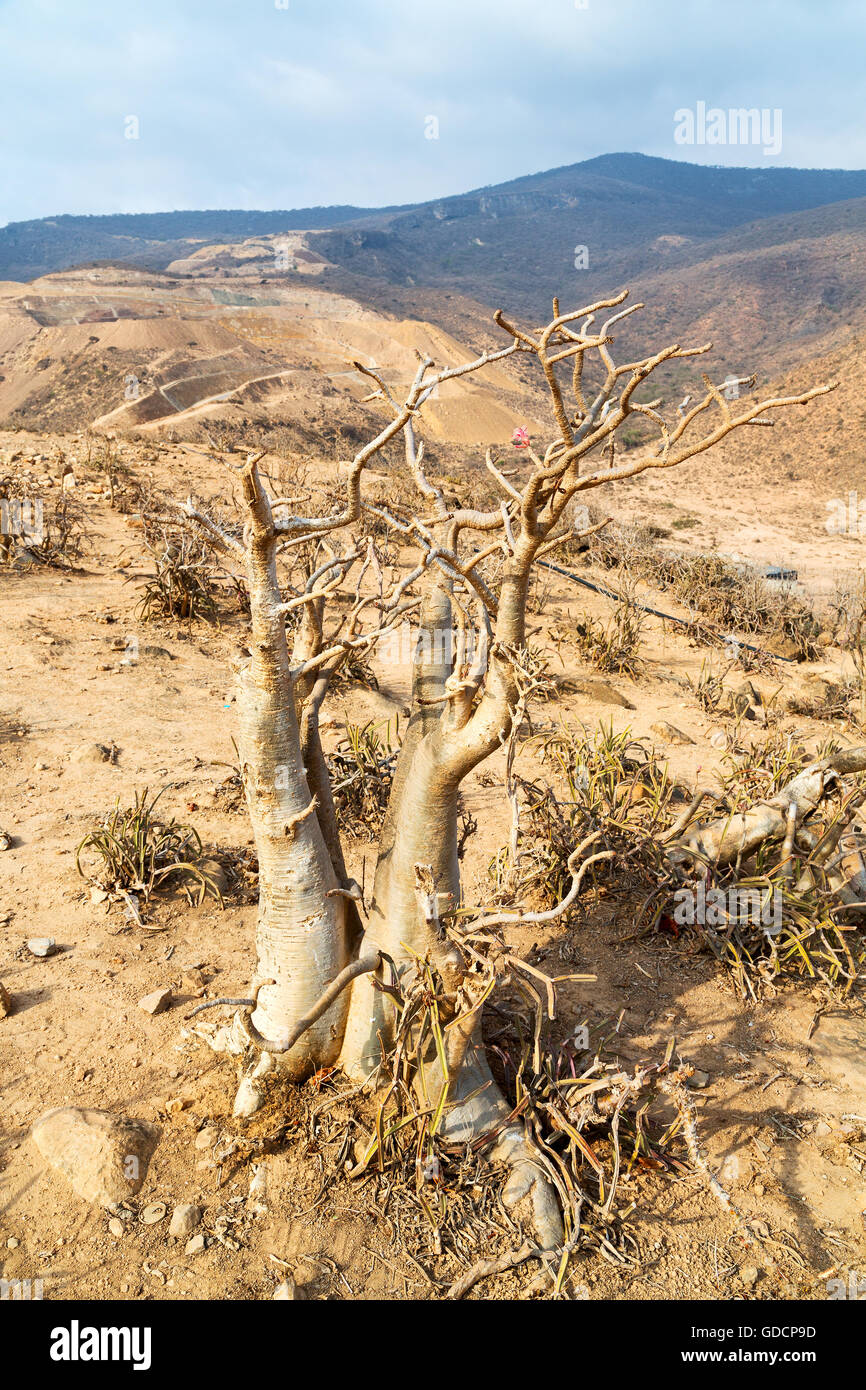 mountain of centre and tree alone near sky in oman the old Stock Photo ...