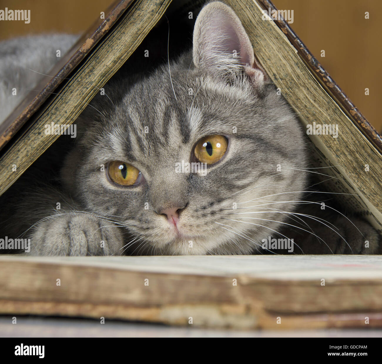 cute British cat in books Stock Photo - Alamy