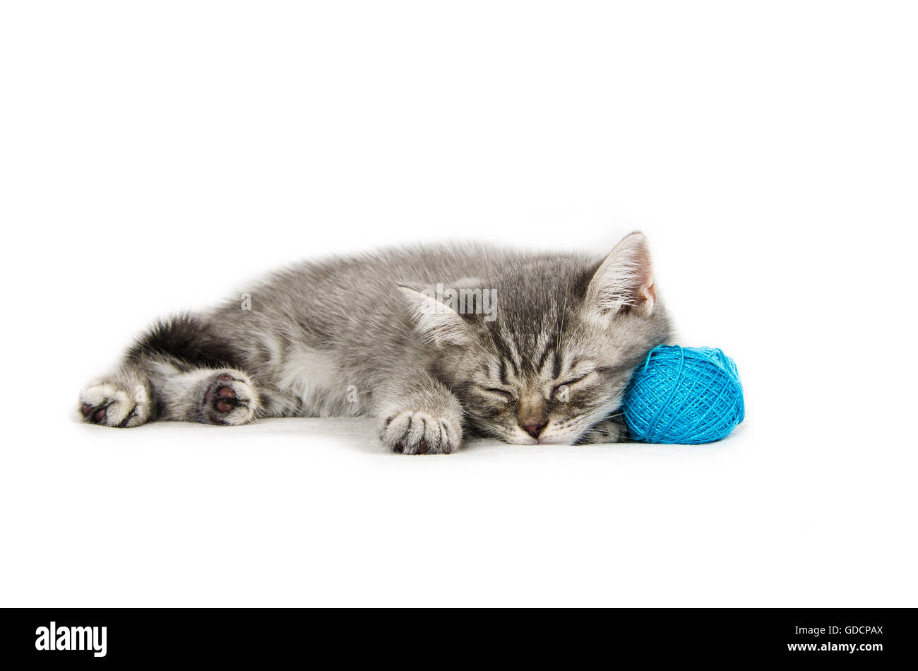 Baby cat sleeping Cut Out Stock Images & Pictures - Alamy