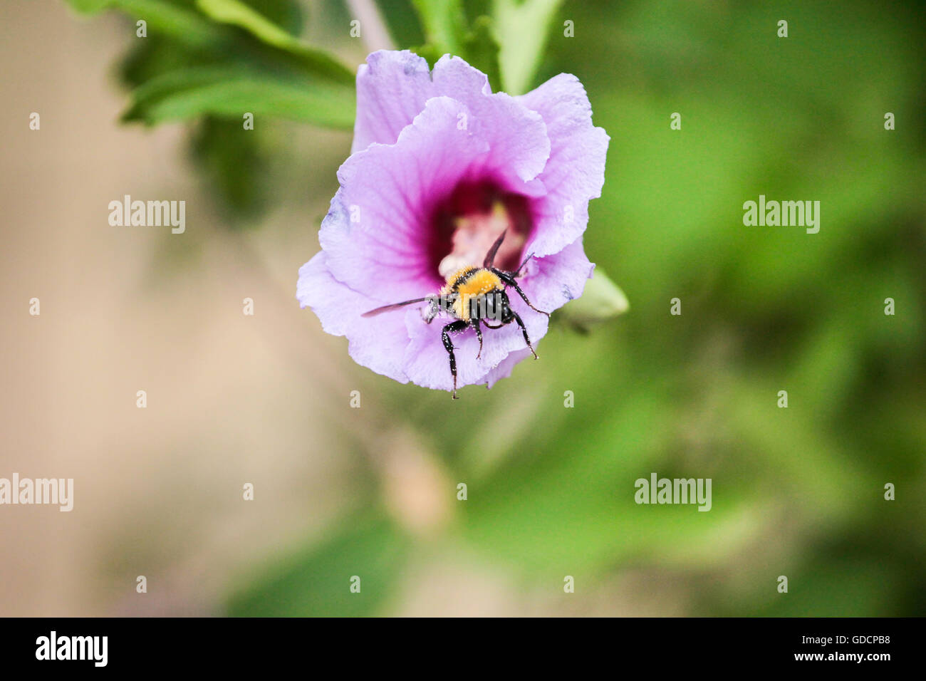 A flying bee after pollination Stock Photo - Alamy
