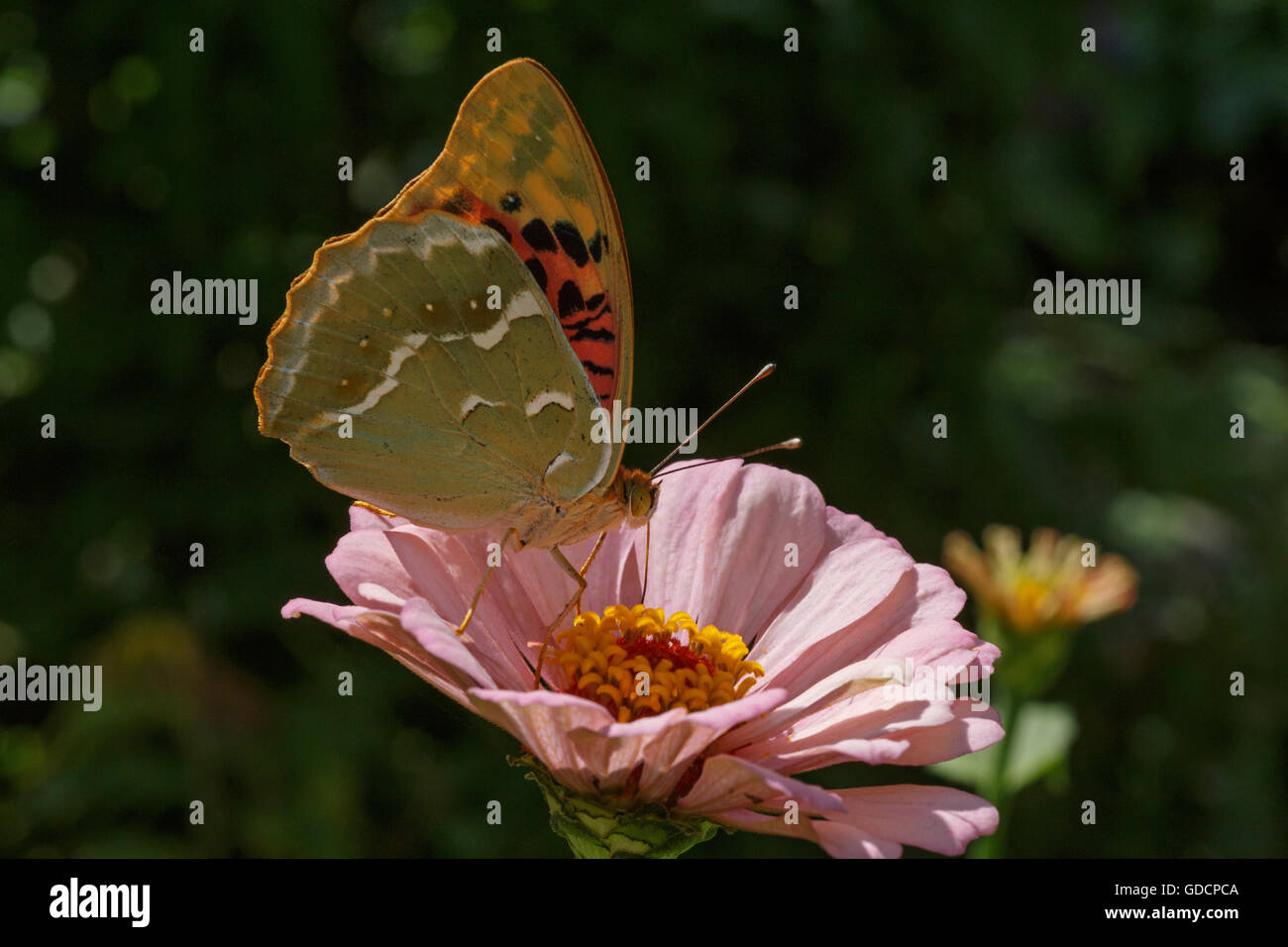 Cardinal butterfly hi-res stock photography and images - Alamy