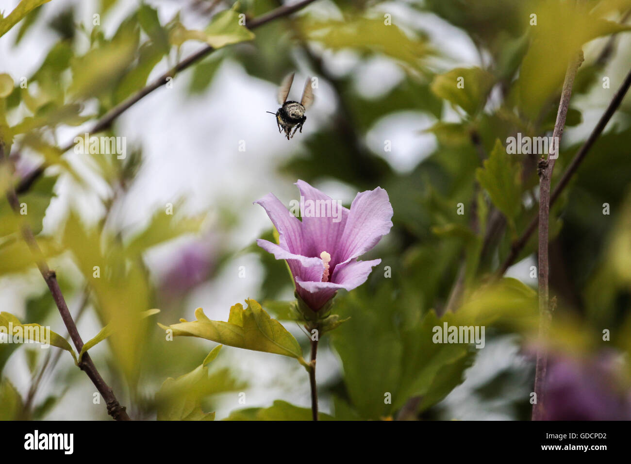 A flying bee after pollination Stock Photo - Alamy