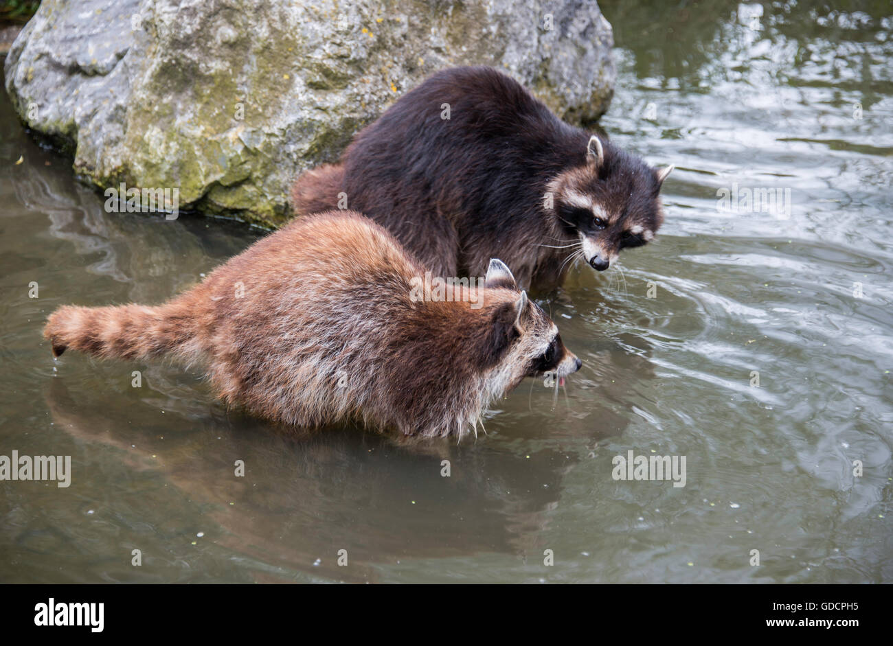 two brown raccoon animal playing together in the water Stock Photo - Alamy