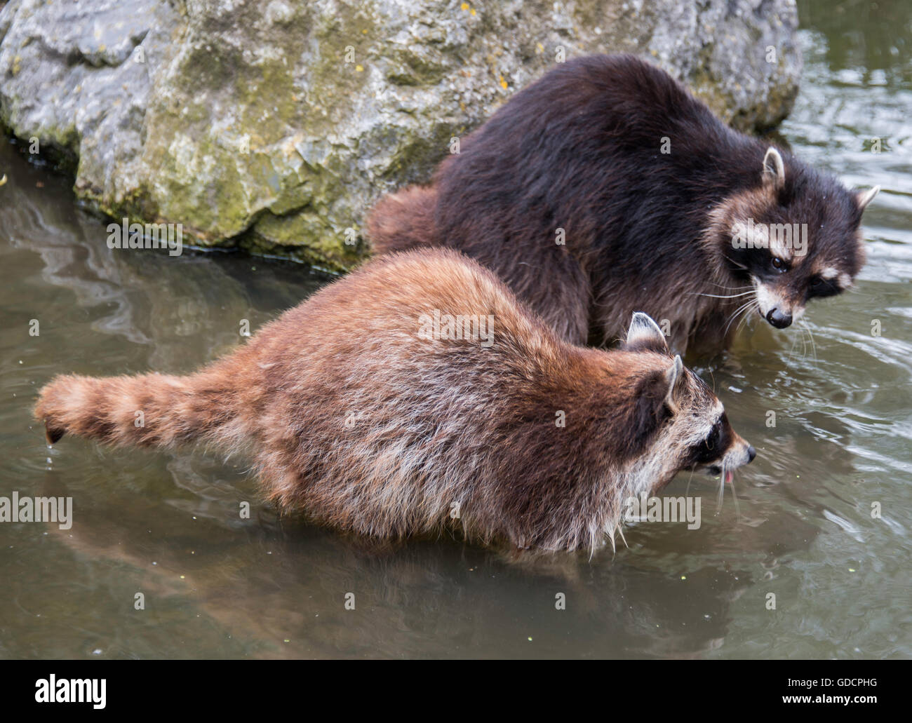 two brown raccoon animal playing together in the water Stock Photo - Alamy
