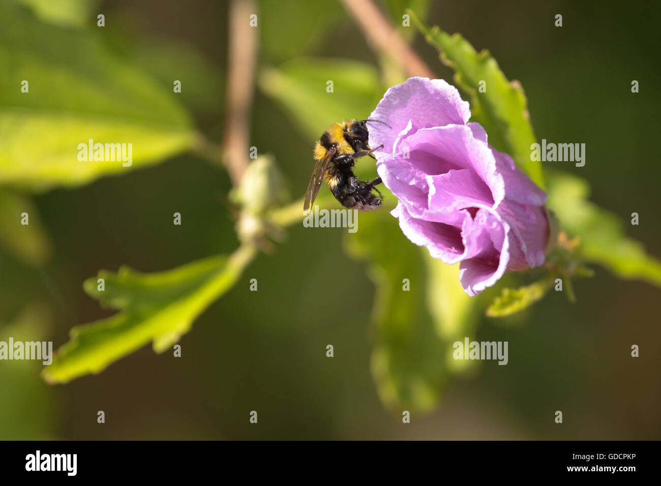 Bumble bee flying to a flower hi-res stock photography and images - Alamy
