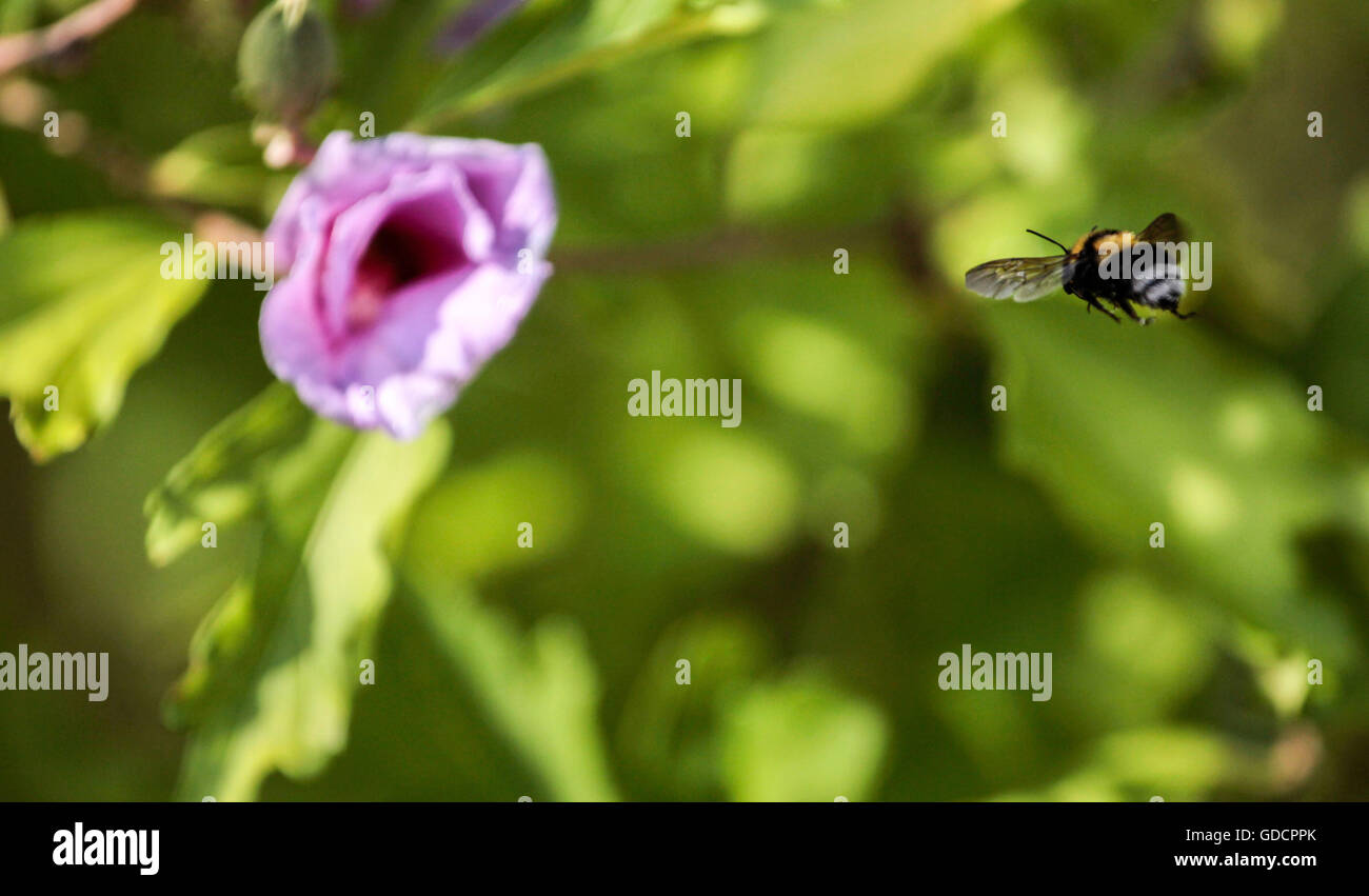 Honey bee flying flower field hi-res stock photography and images - Alamy