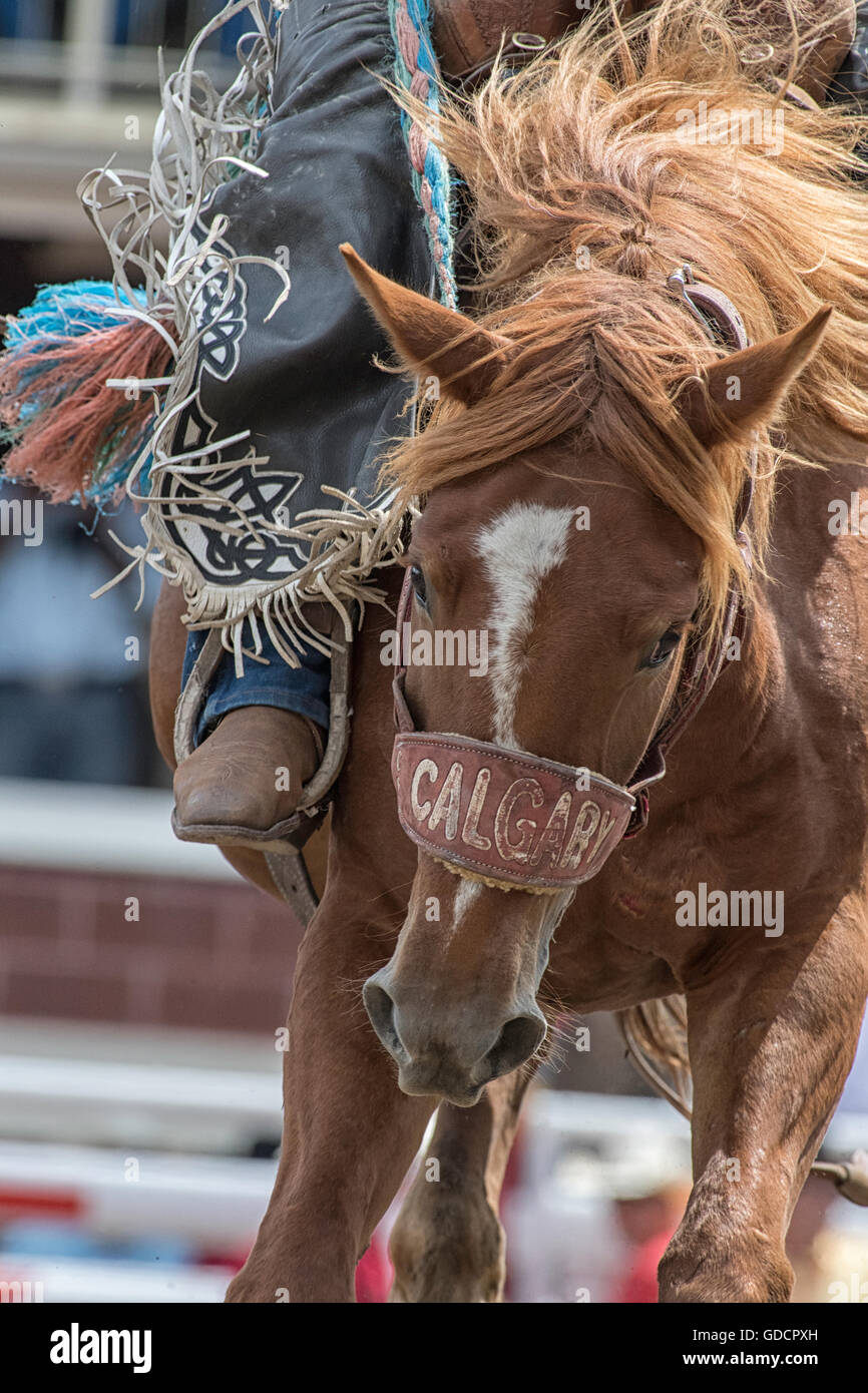Saddle bronc rider at the Calgary Stampede Rodeo Stock Photo - Alamy