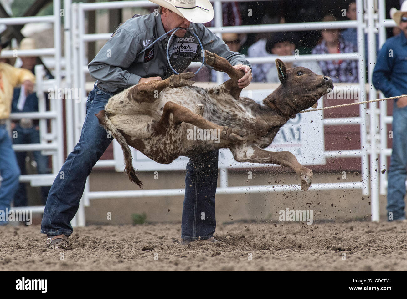 Calf roping event at the Calgary Stampede Rodeo Stock Photo - Alamy