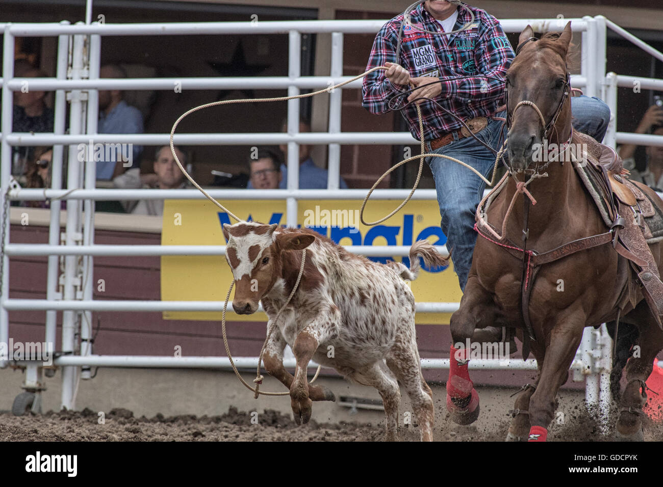Calf roping event at the Calgary Stampede Rodeo Stock Photo - Alamy
