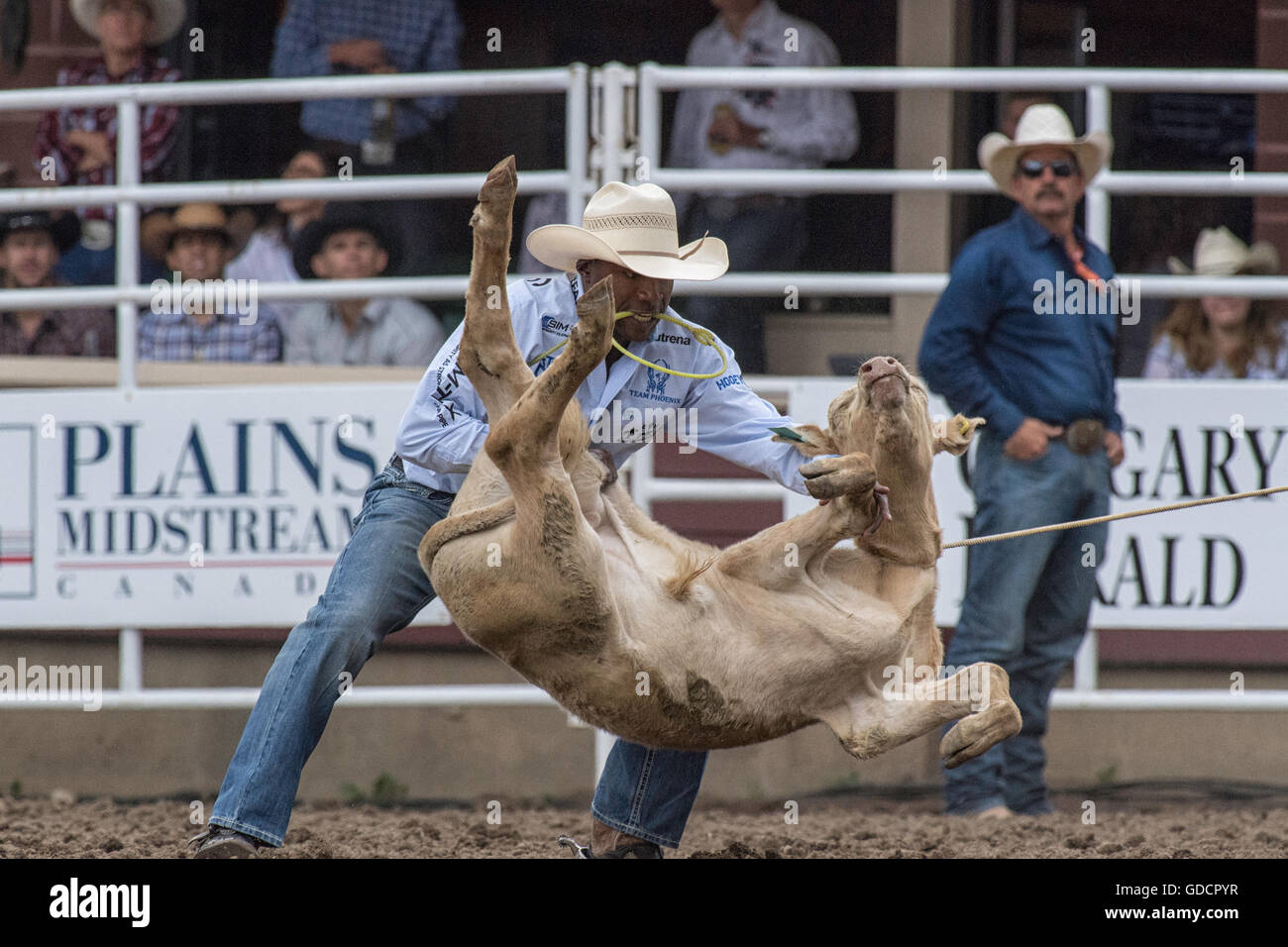 Calf roping event at the Calgary Stampede Rodeo Stock Photo - Alamy
