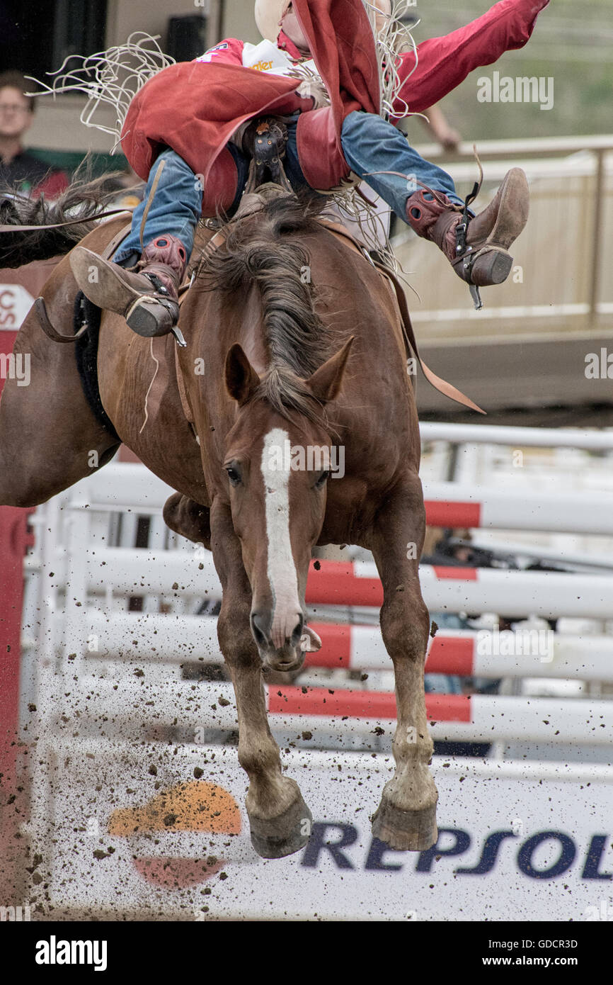 Bareback rider calgary stampede calgary hi-res stock photography and ...